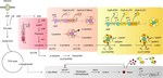 E coli metabolic engineering