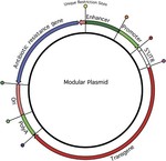 E coli plasmid design transformation